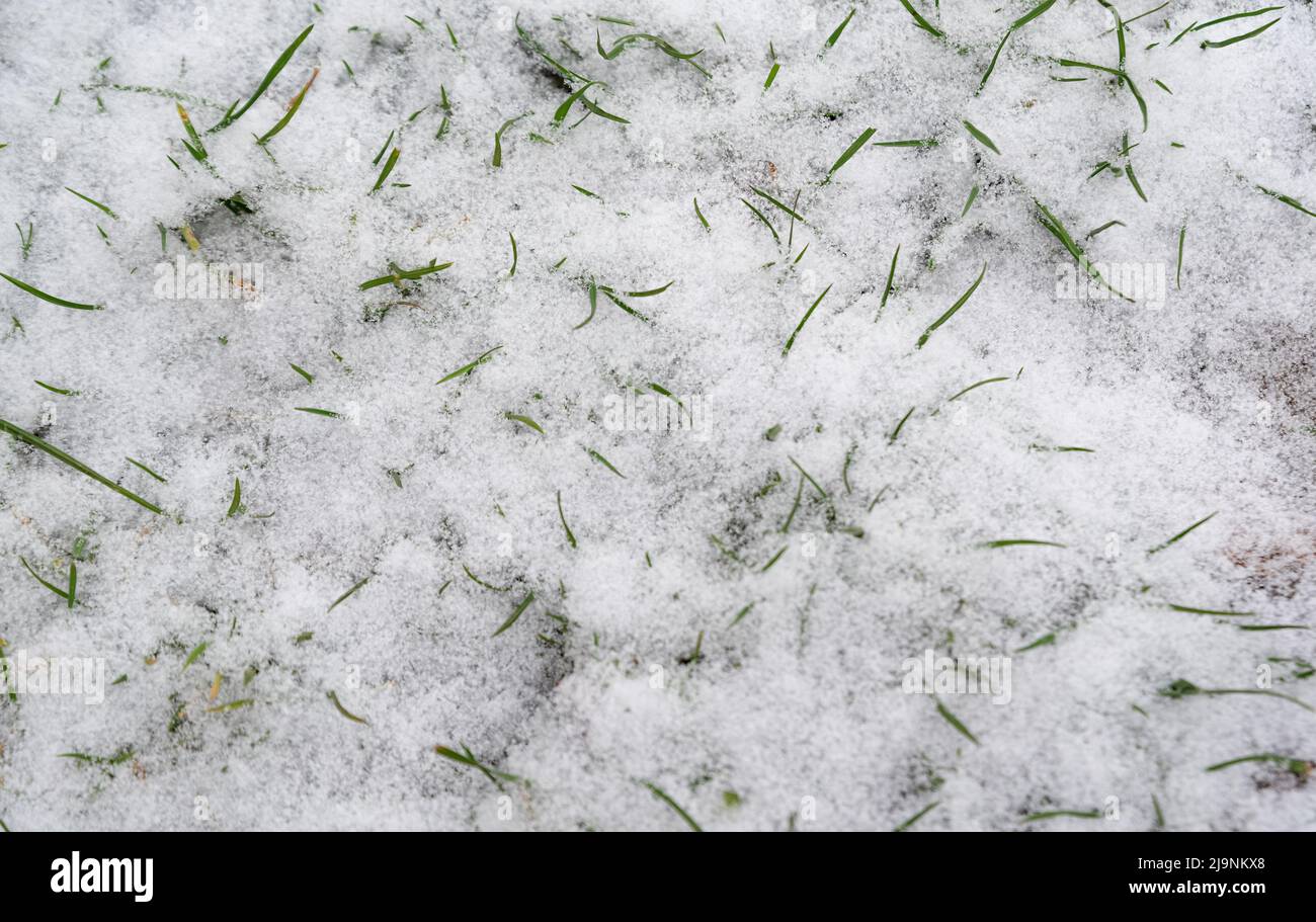 Green grass under the snow. The first snowfall. Grass under fresh ...