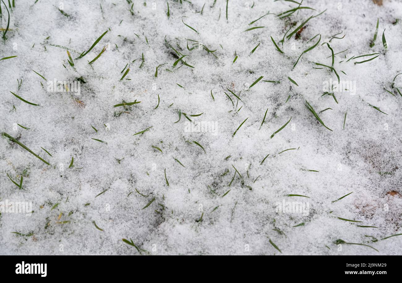 Green grass under the snow. The first snowfall. Grass under fresh ...