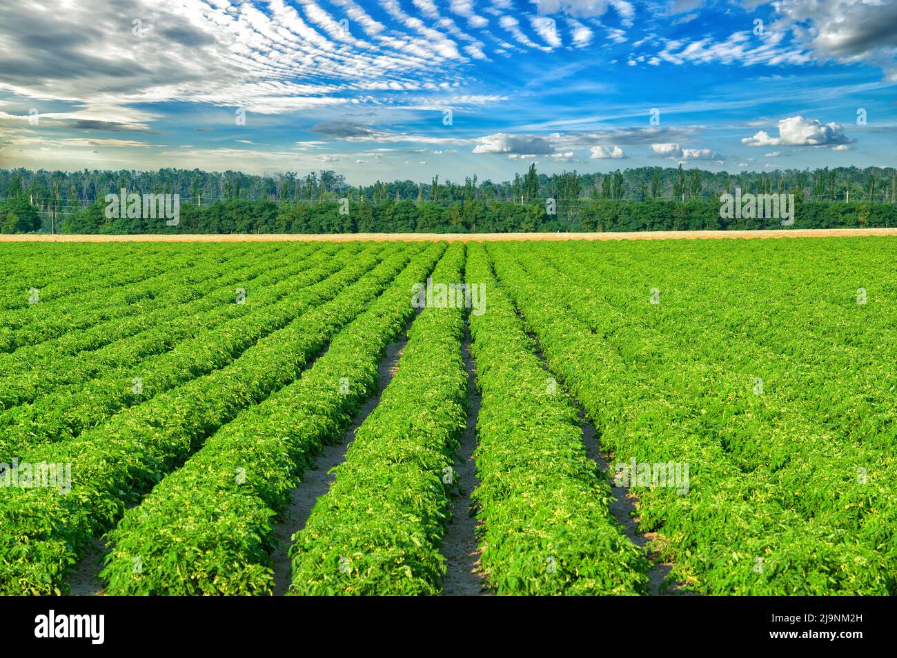 Picturesque Landscape of a potato field against a dramatic blue sky on ...