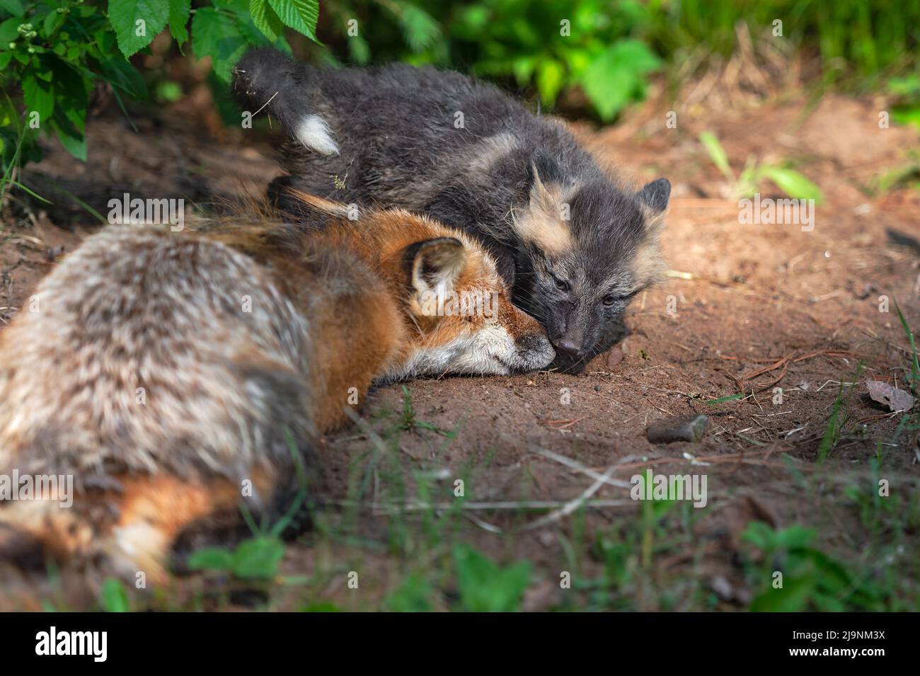 Red Fox (Vulpes vulpes) Kit Nuzzles at Sleeping Adult at Den Summer ...