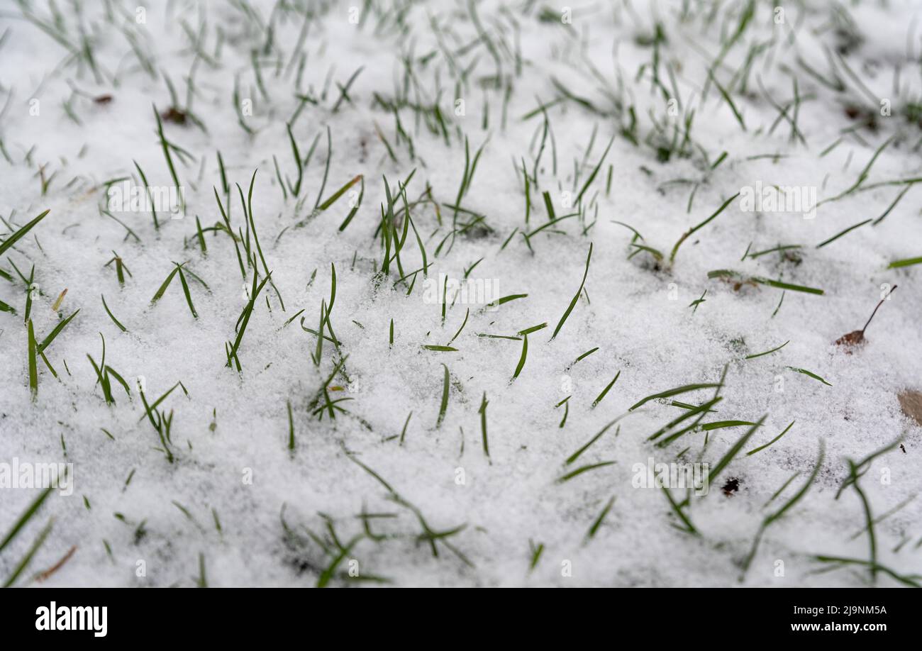 Green grass under the snow. The first snowfall. Grass under fresh ...