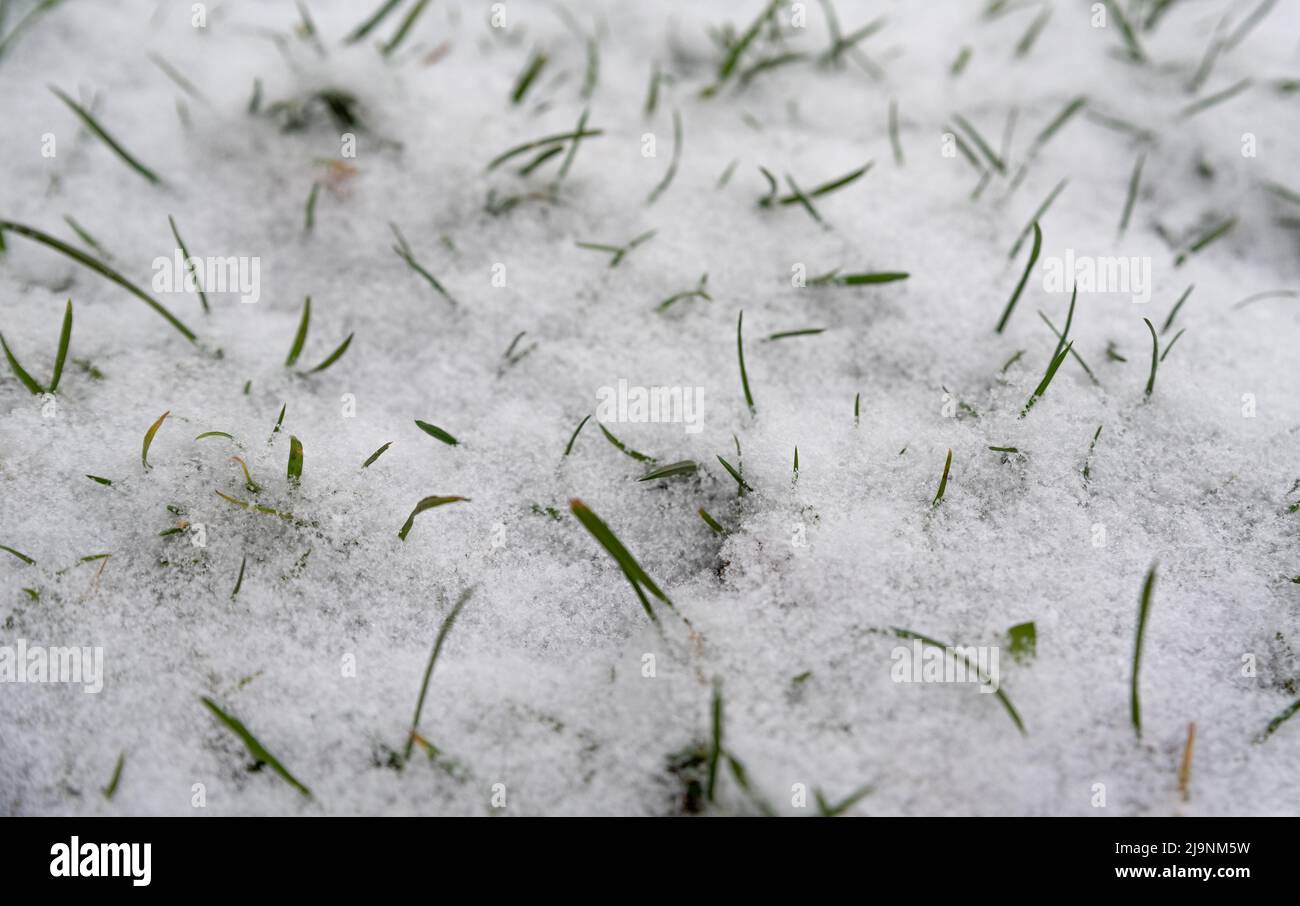 Green grass under the snow. The first snowfall. Grass under fresh ...