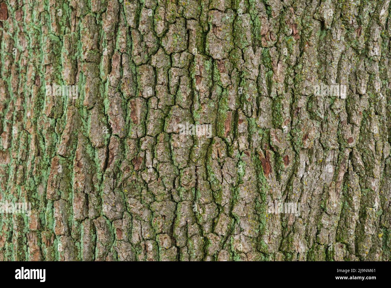 Tree bark texture wallpaper hi-res stock photography and images - Alamy