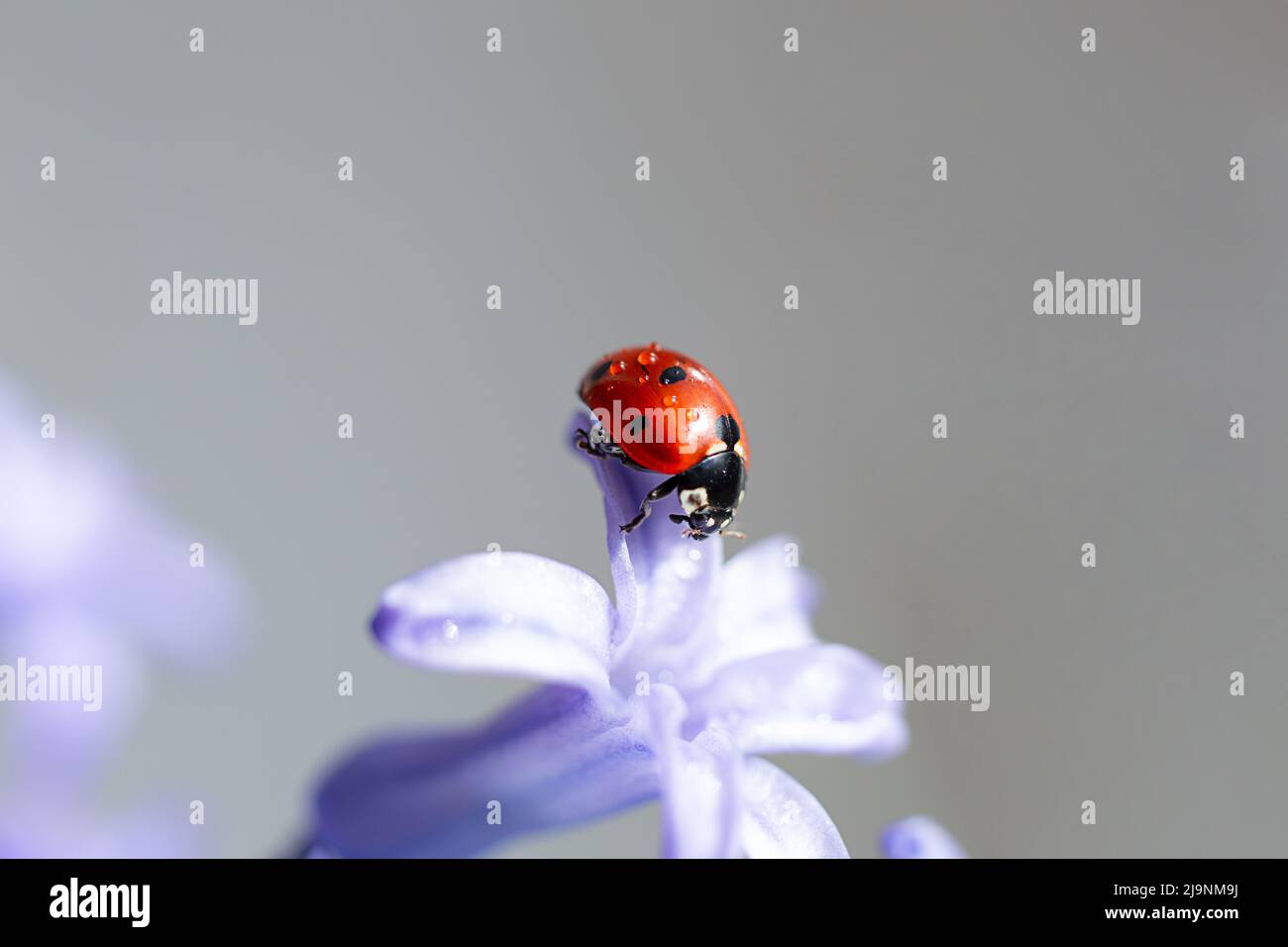 Closeup photography of ladybug on purple petal.Springtime concept ...