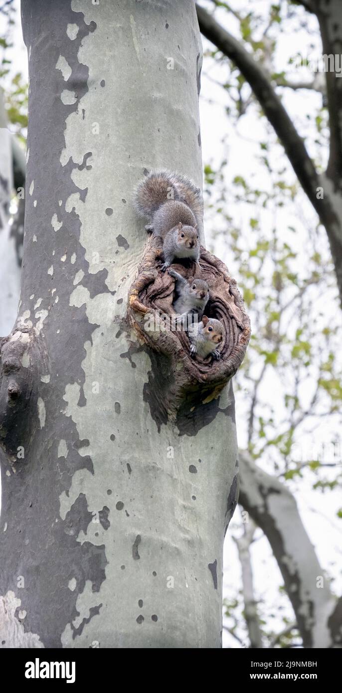 Three baby squirrels emerge from the tree cavity where they're being ...