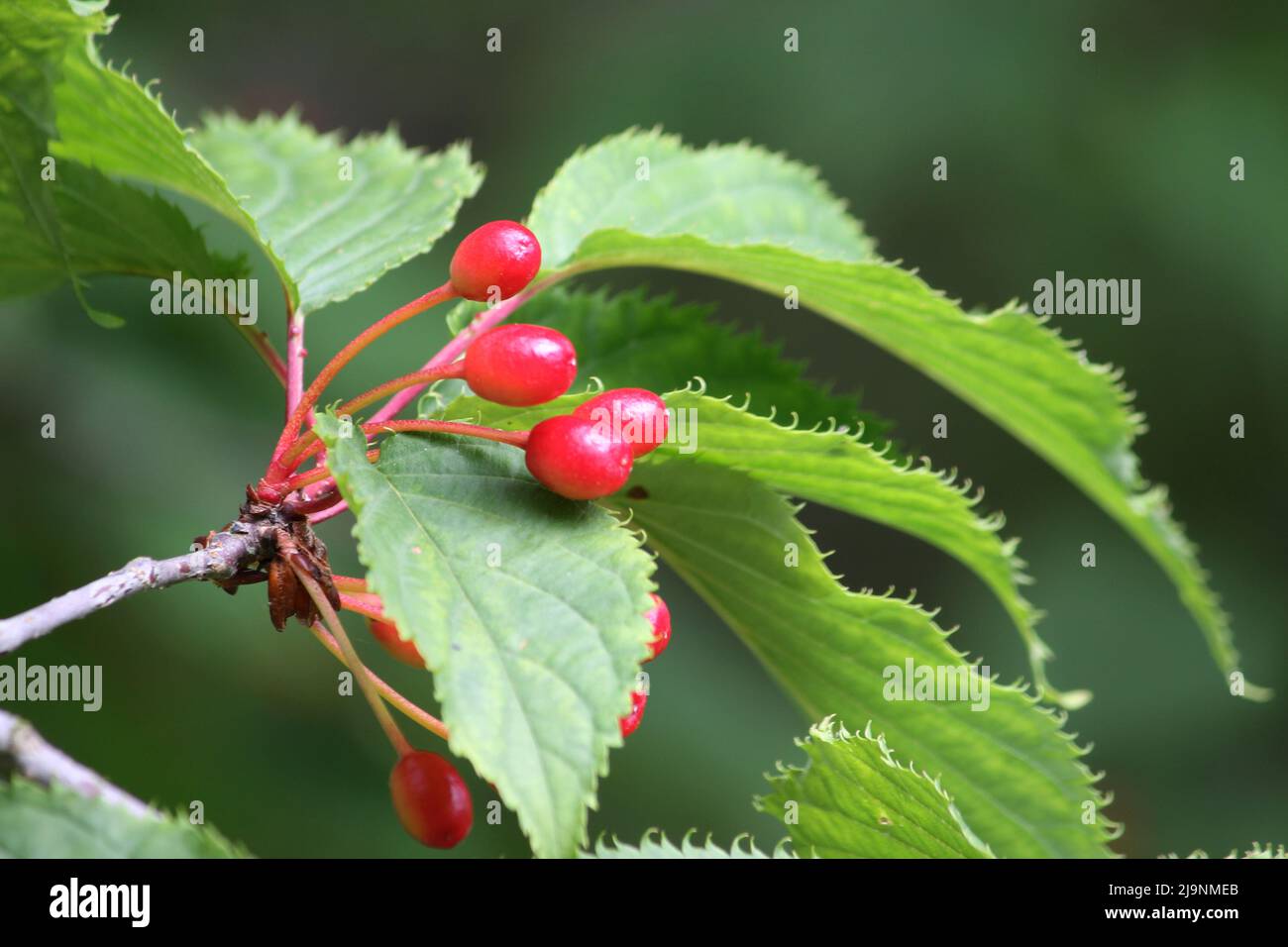 Pin Cherry Leaf