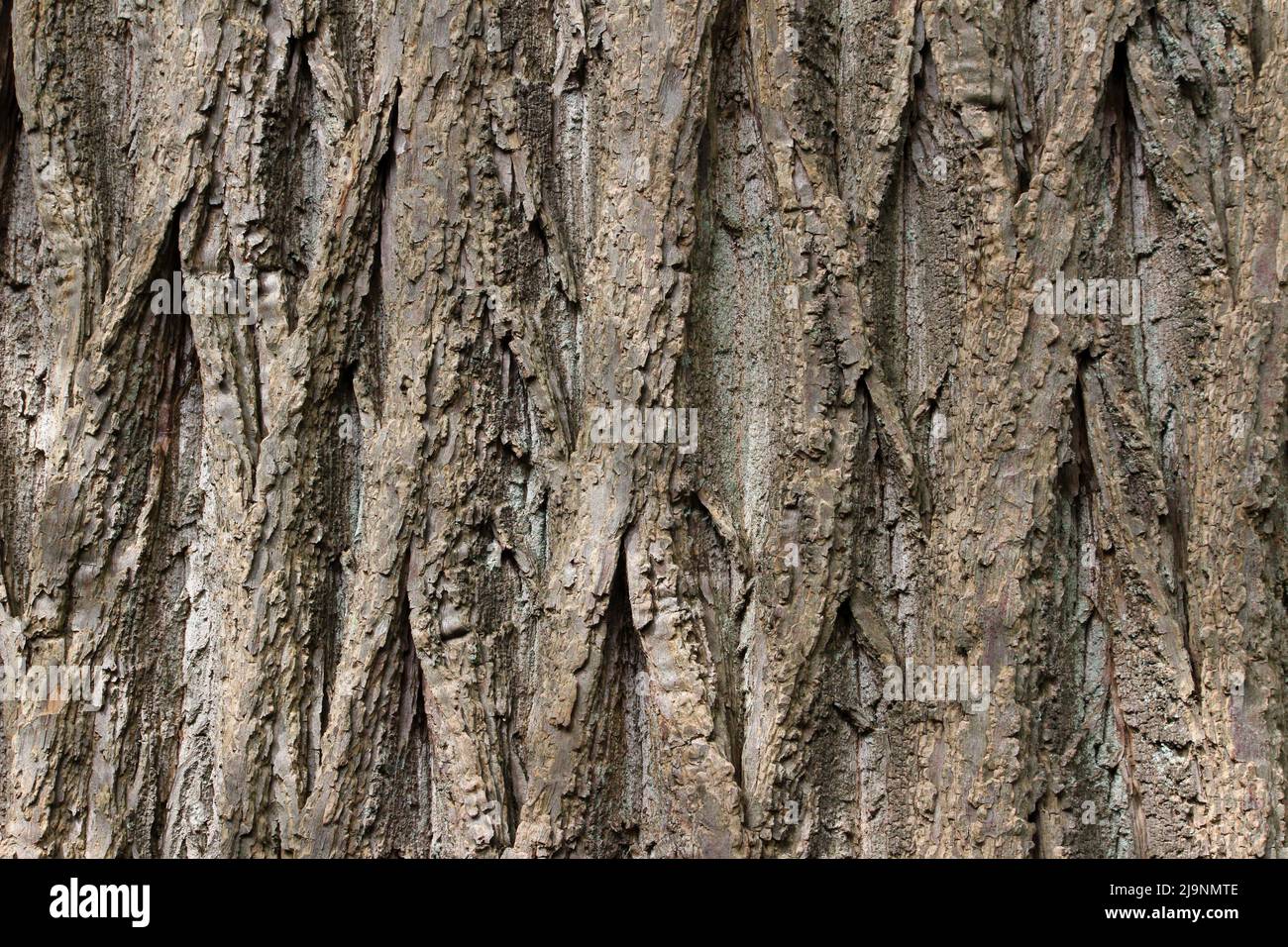 Distinctive bark pattern of the Sweet Chestnut tree (Castanea sativa ...