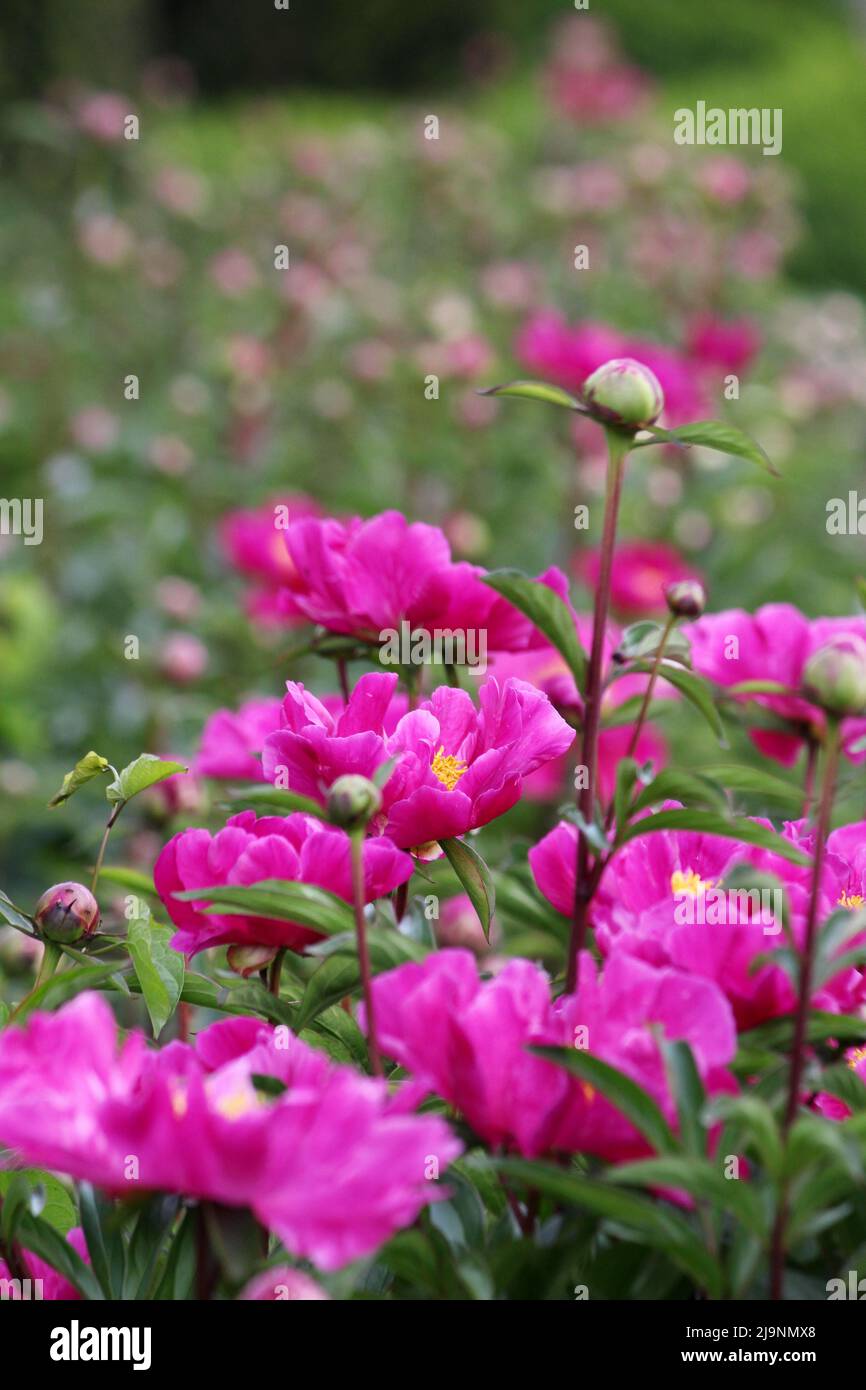 Pink peony border hi-res stock photography and images - Alamy