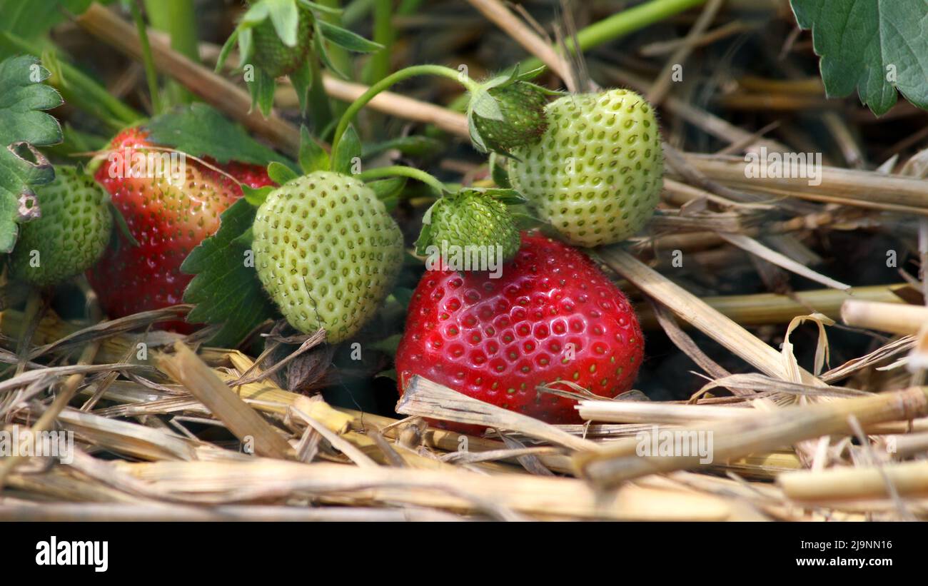 Strawberry plant with straw bed Stock Photo - Alamy