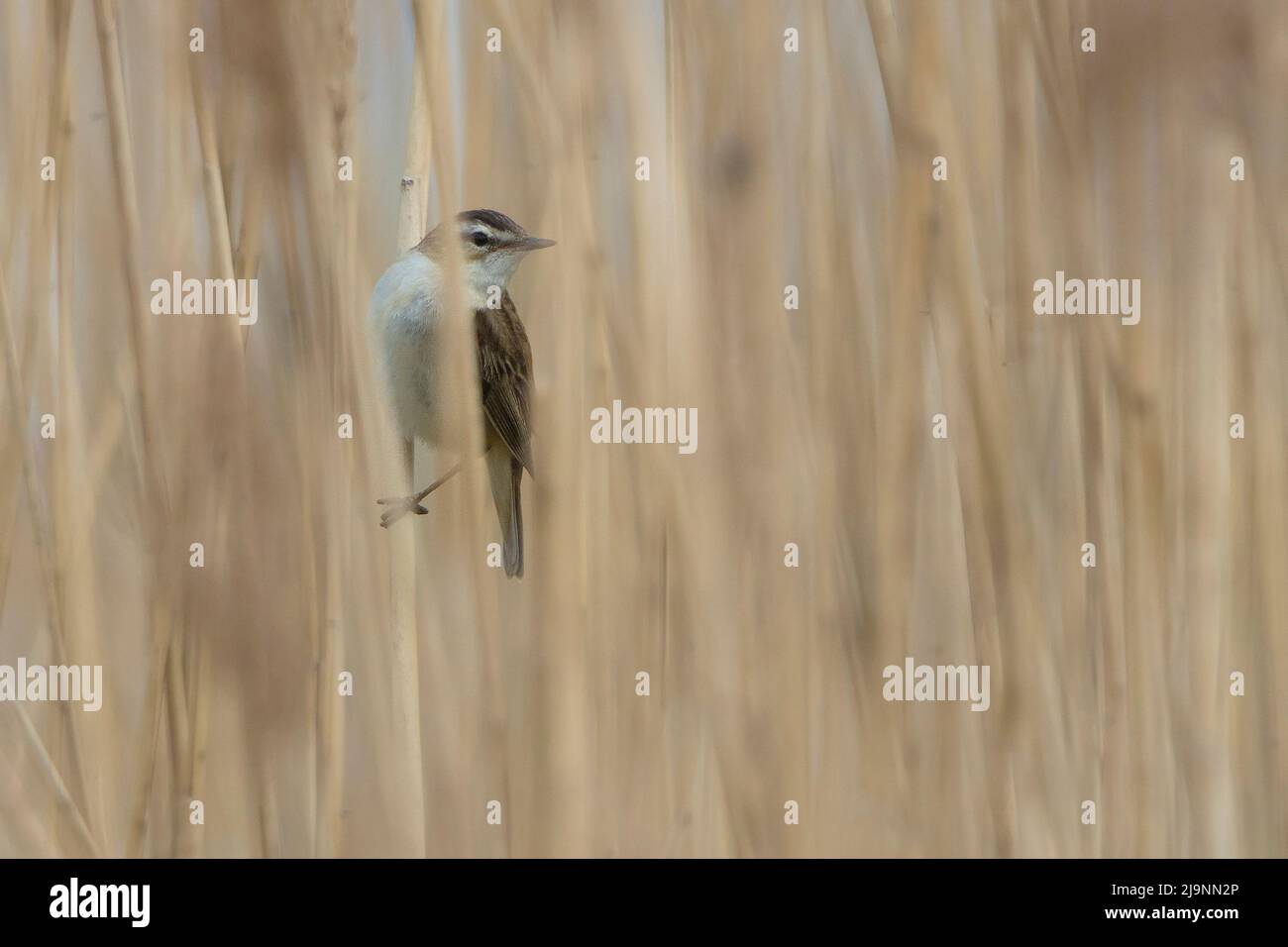 Sedge Warbler (Acrocephalus schoenobaenus) male hiding in Reed collar ...