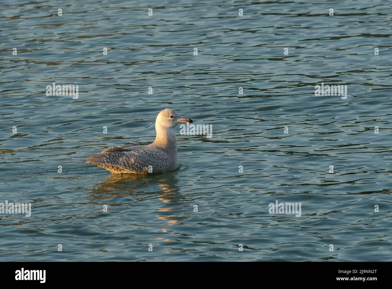 Iceland Gull (Larus glaucoides) juvenile in 2nd winter plumage swimming ...