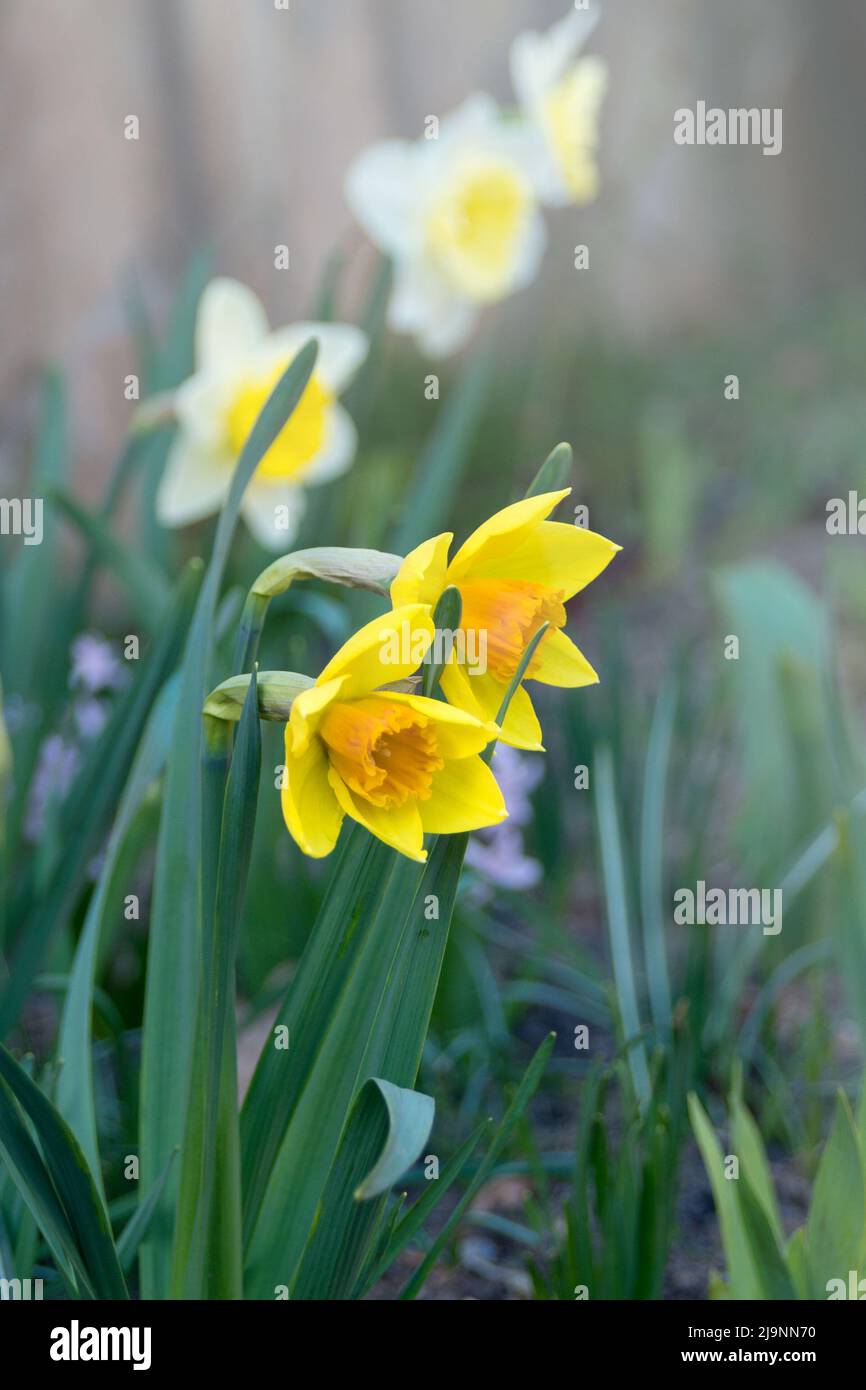 Yellow beautiful flowers of Narcissus pseudonarcissus in a flower bed Stock Photo - Alamy