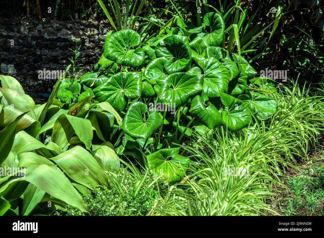 The Liguaria plant or Leopard plant, a clump forming perennial plant ...