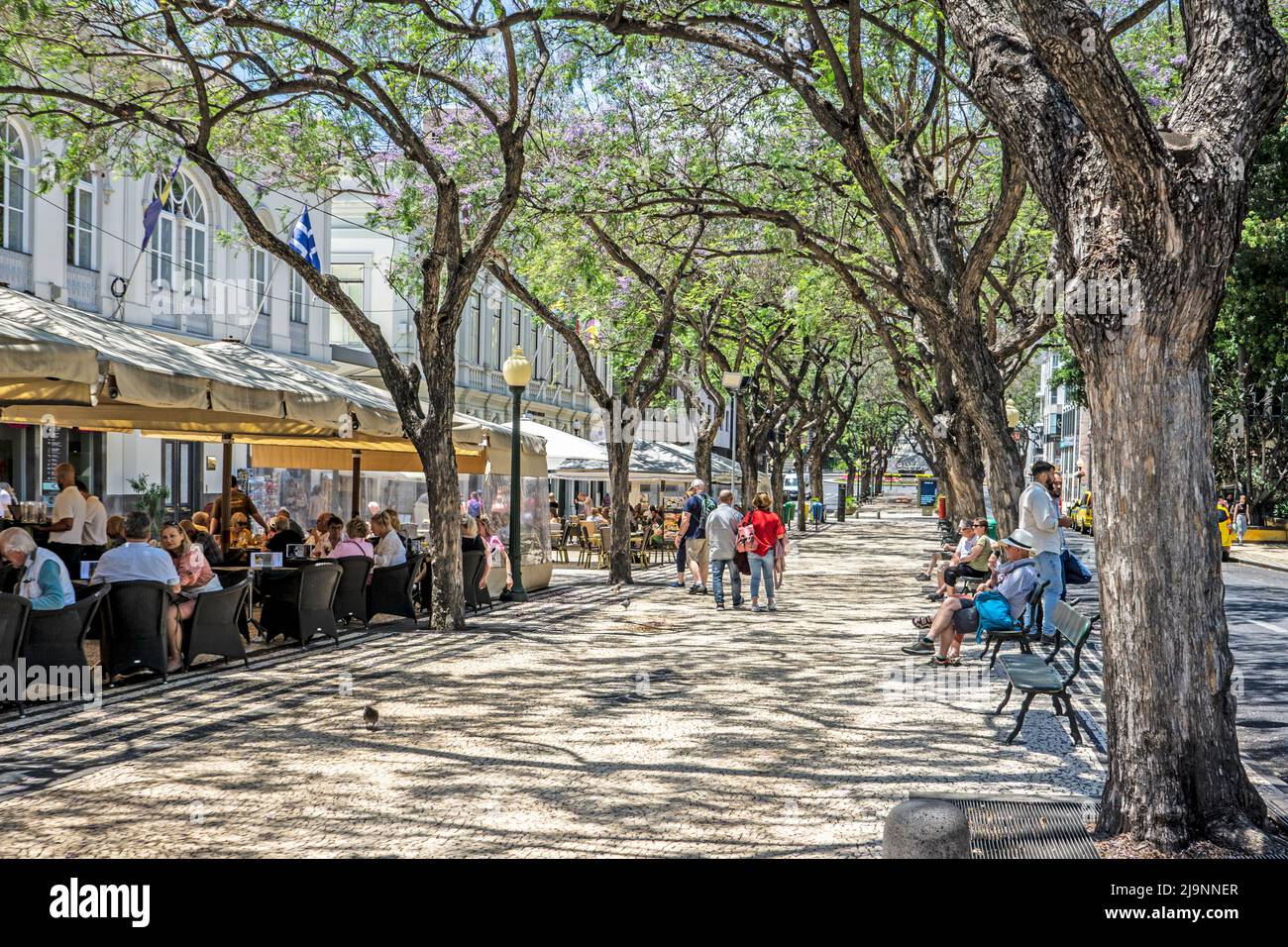 Avenida Arriaga, Funchal, Madeira, a tree lined avenue with many ...