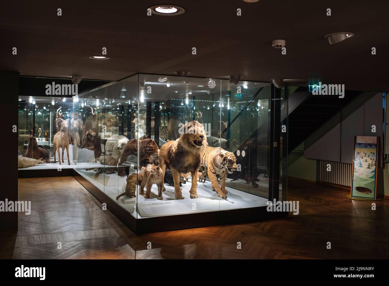 University of Tartu Natural History Museum in Tartu, Estonia Stock ...
