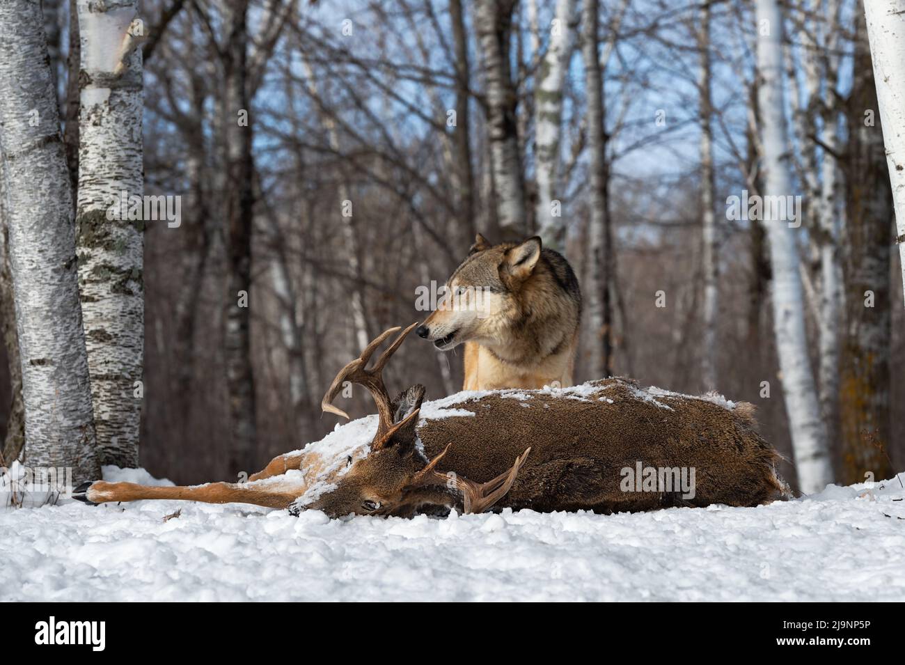 Grey Wolf (Canis lupus) Ears Back Stands Behind Deer Carcass Winter ...