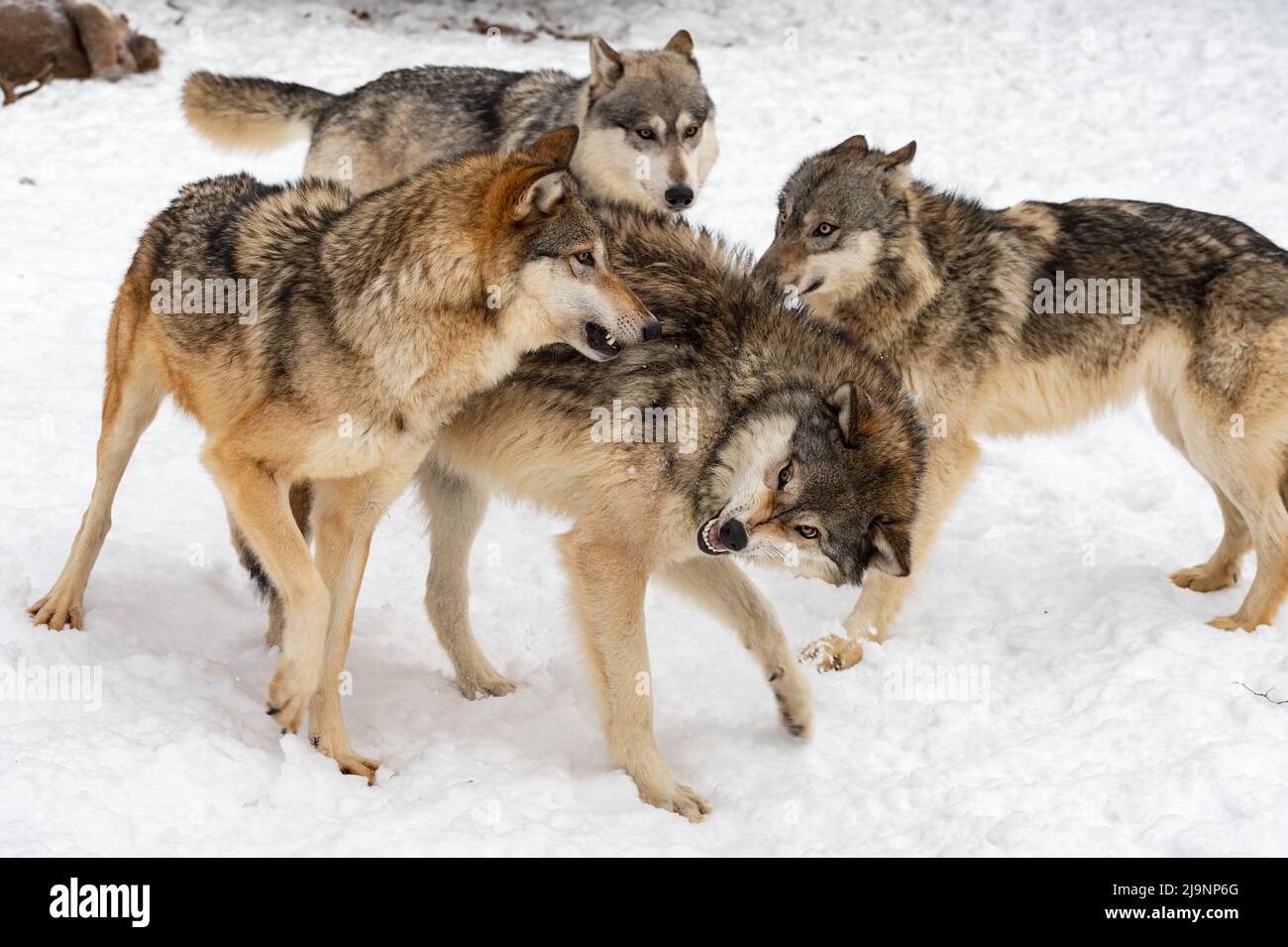 Grey Wolf (Canis lupus) Pack Mingles Snarling Winter - captive animal ...