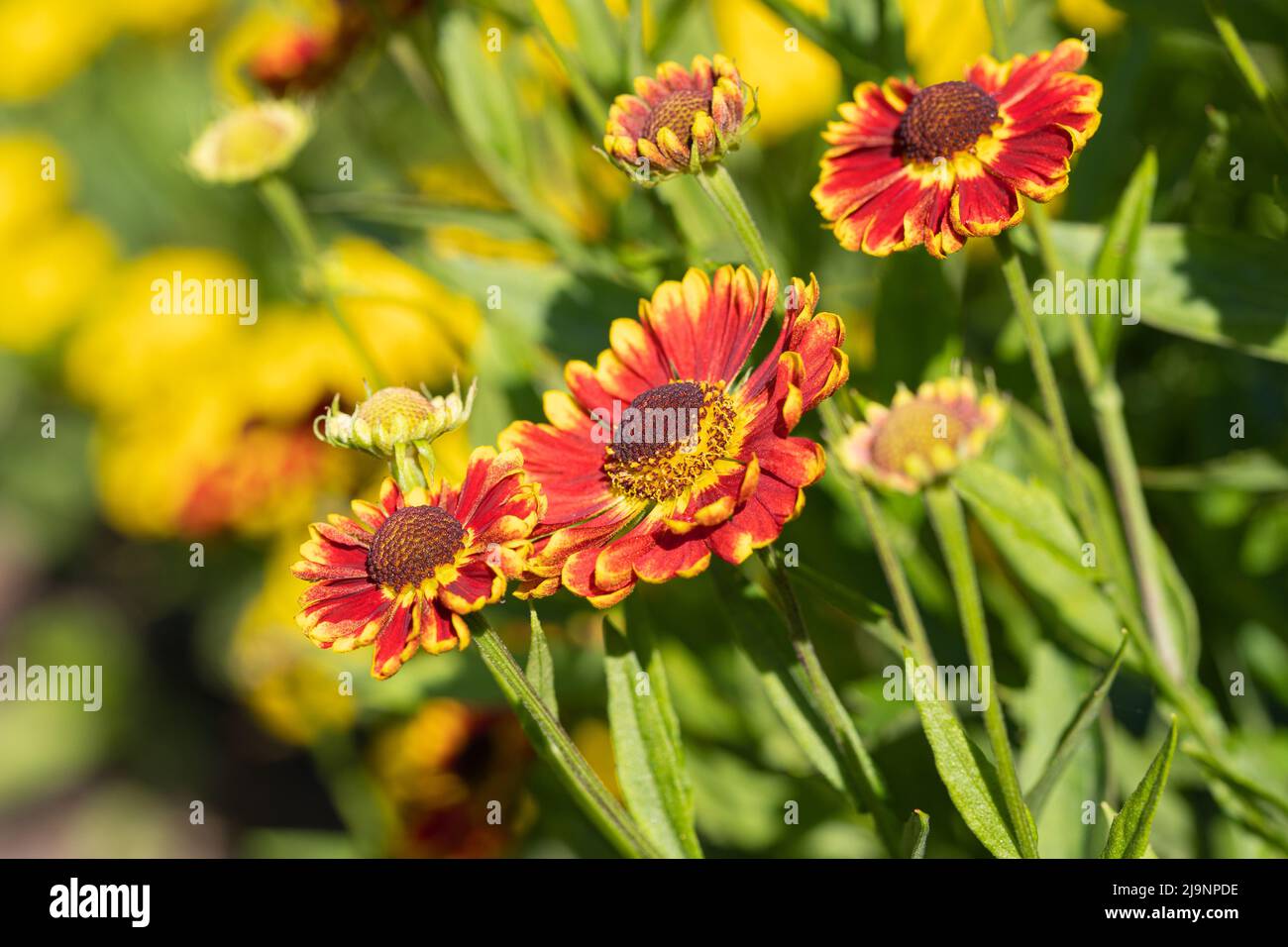Helens Flower (Helenium), flowers of summertime Stock Photo - Alamy