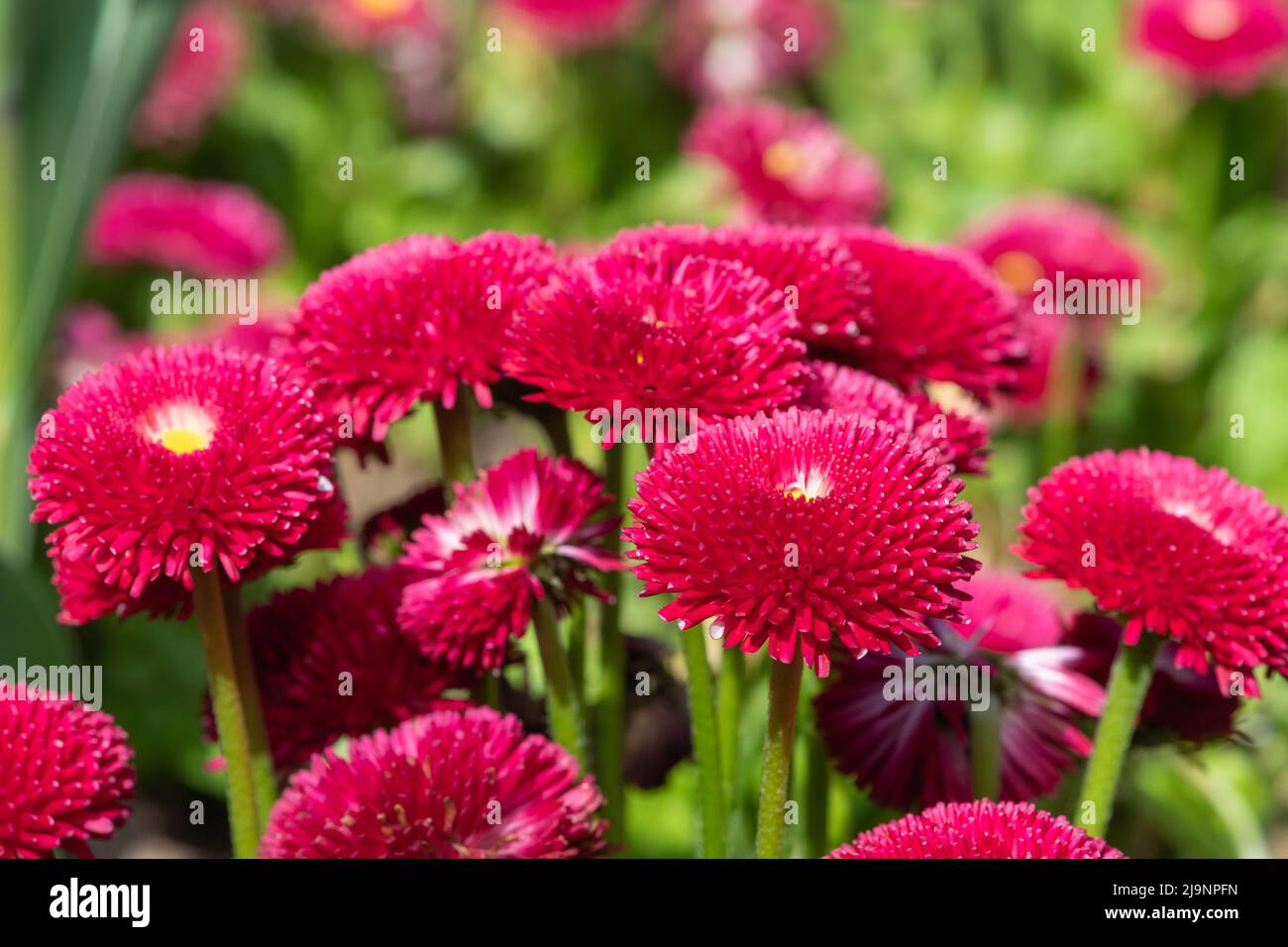 Close up of pink common daisy (bellis perennis) flowers in bloom Stock ...