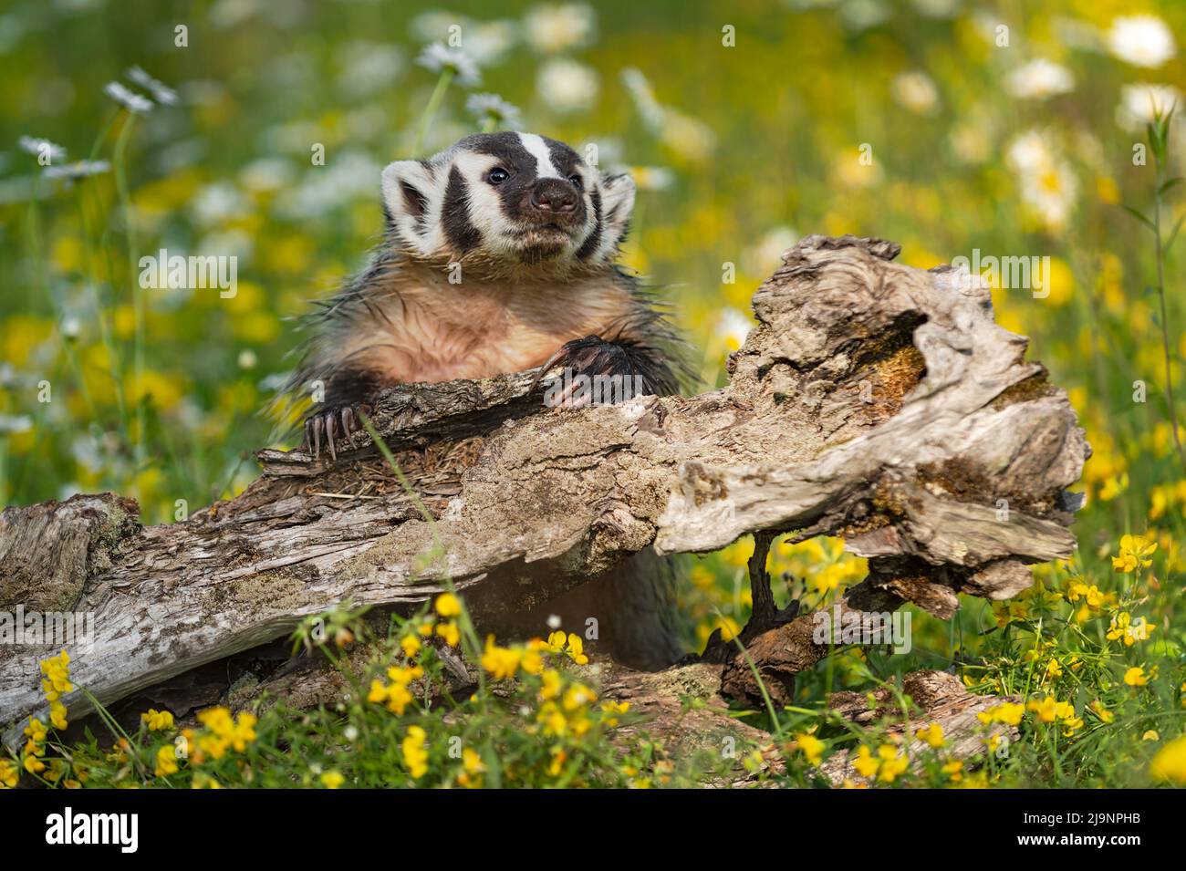 North American Badger (Taxidea taxus) Leans Over Log Nose Up Summer ...