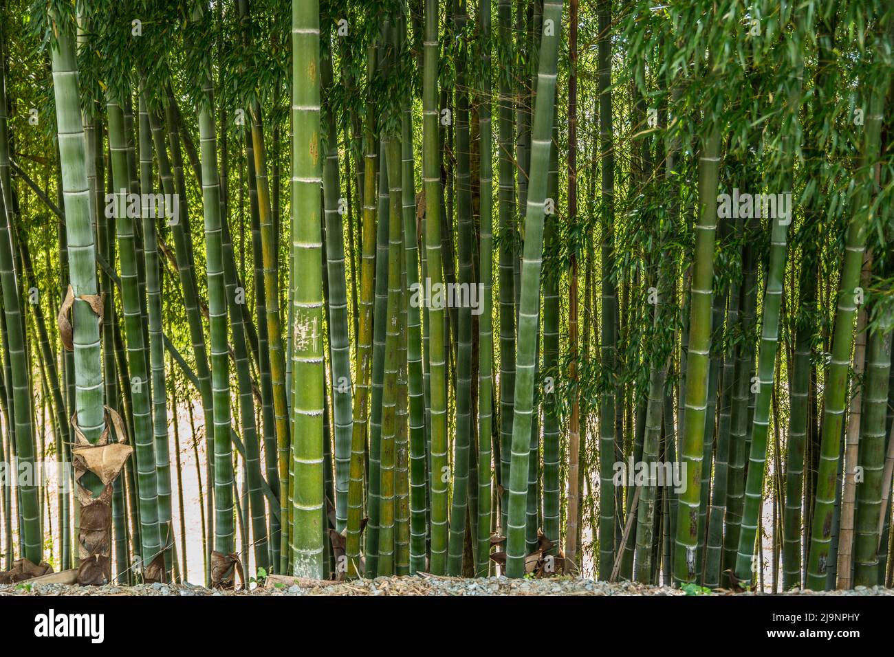 Trunk portion of large bamboo trees full grown with the sunlight behind ...