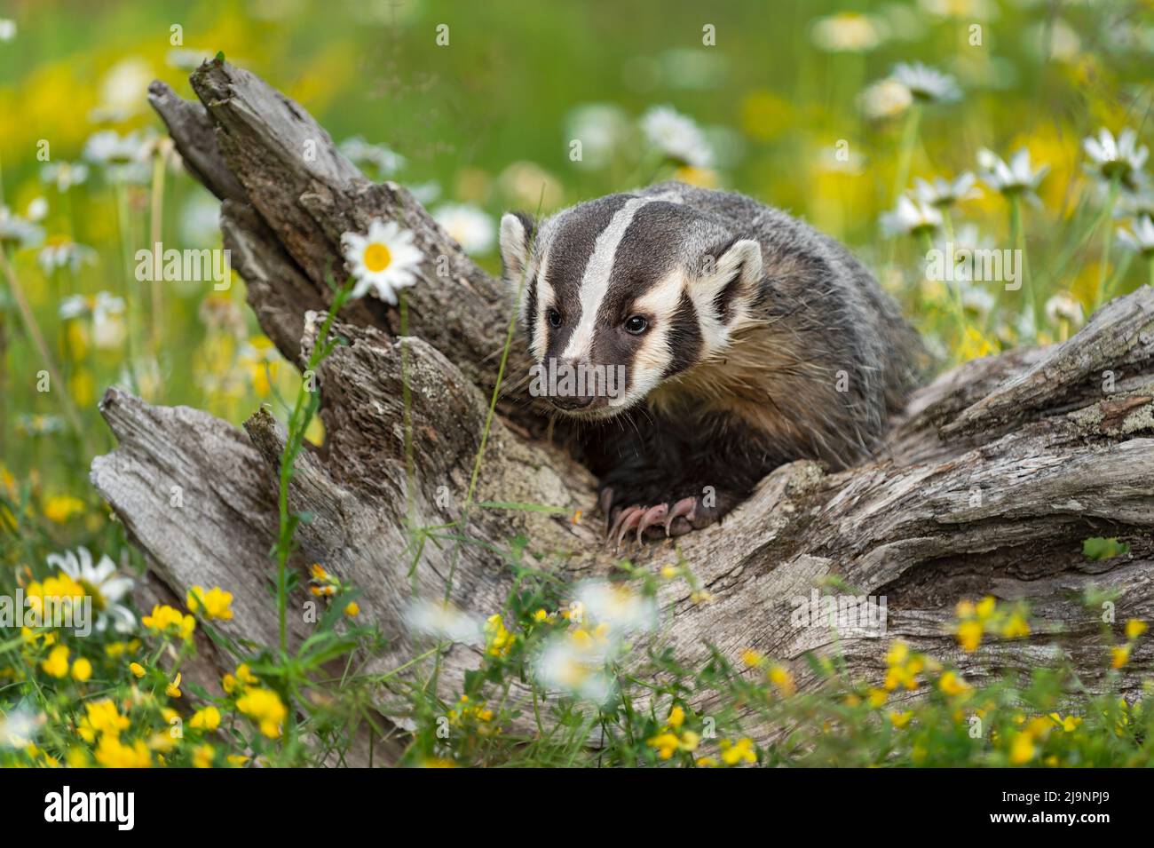 North American Badger (Taxidea taxus) Looks Out From Log Amongst ...