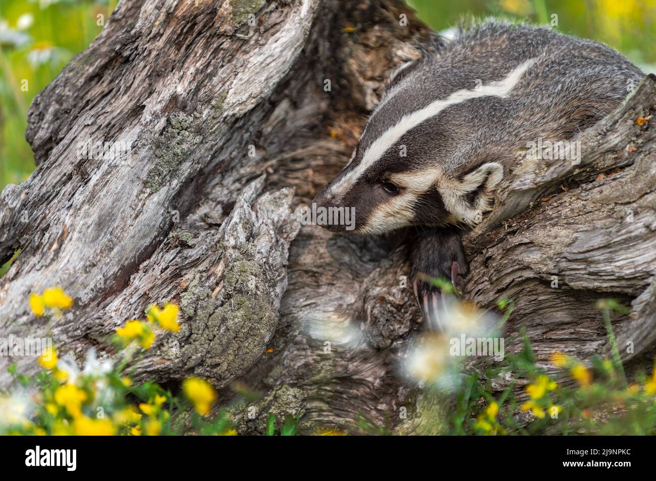 North American Badger (Taxidea taxus) Investigates Log Close Up Summer ...