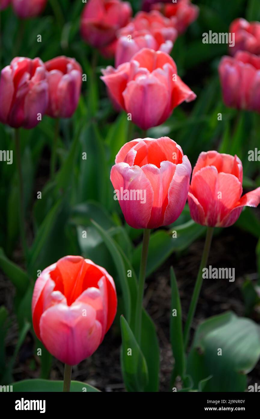Pinky red hi-res stock photography and images - Alamy