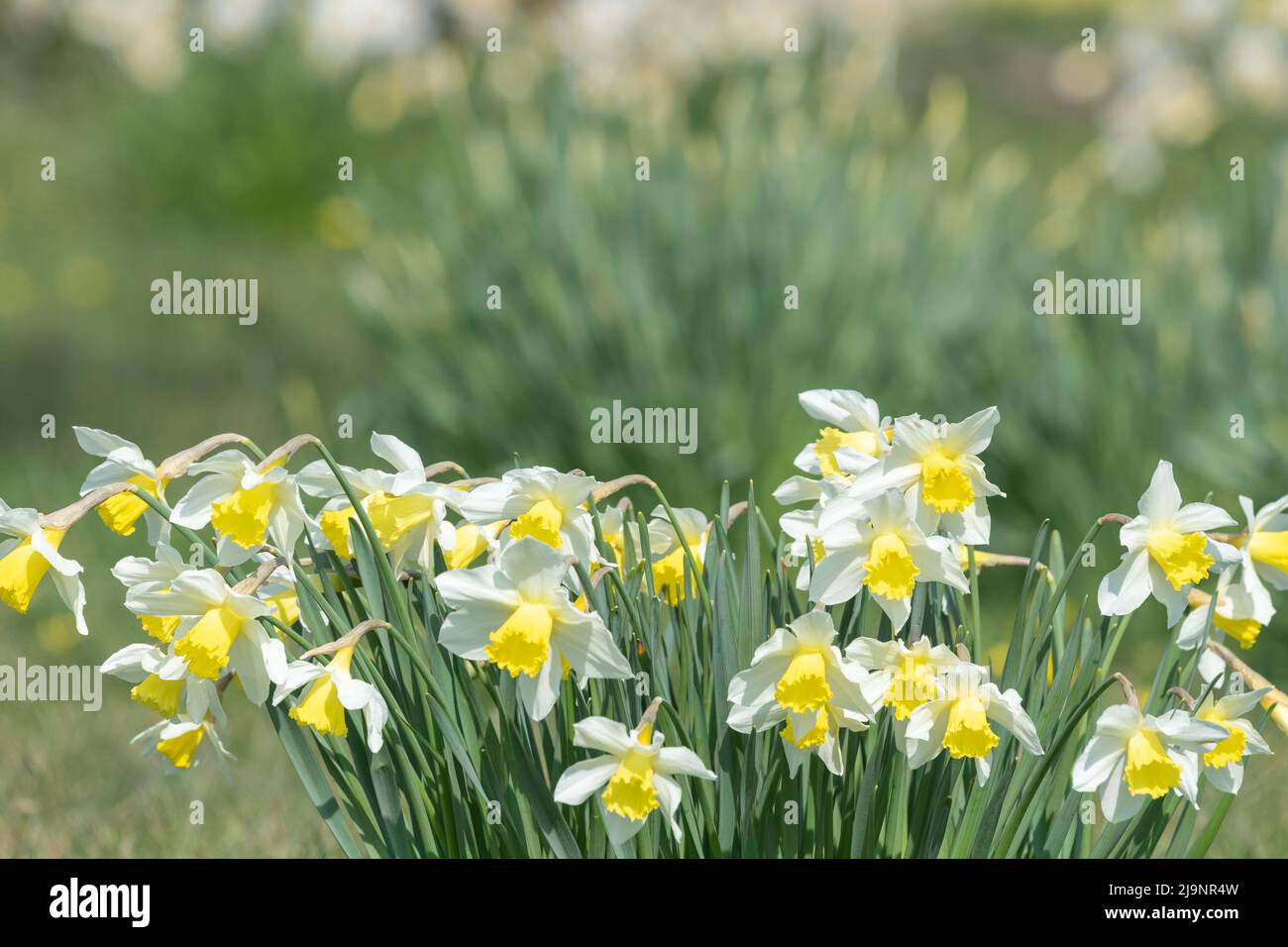 Daffodil (narcissus) flowers in bloom Stock Photo - Alamy