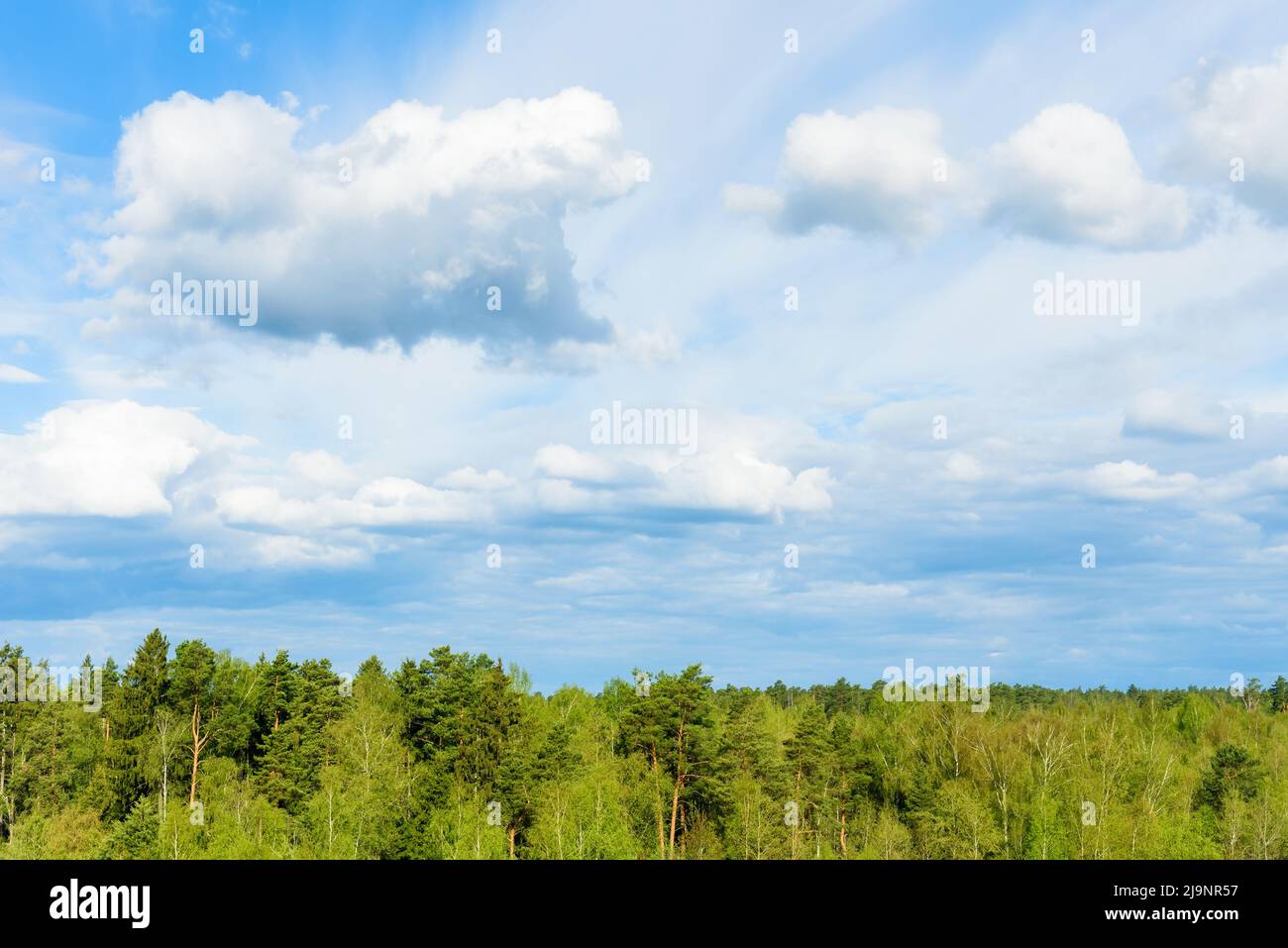 Green treetops and beautiful cloudy blue sky. Forest landscape view ...