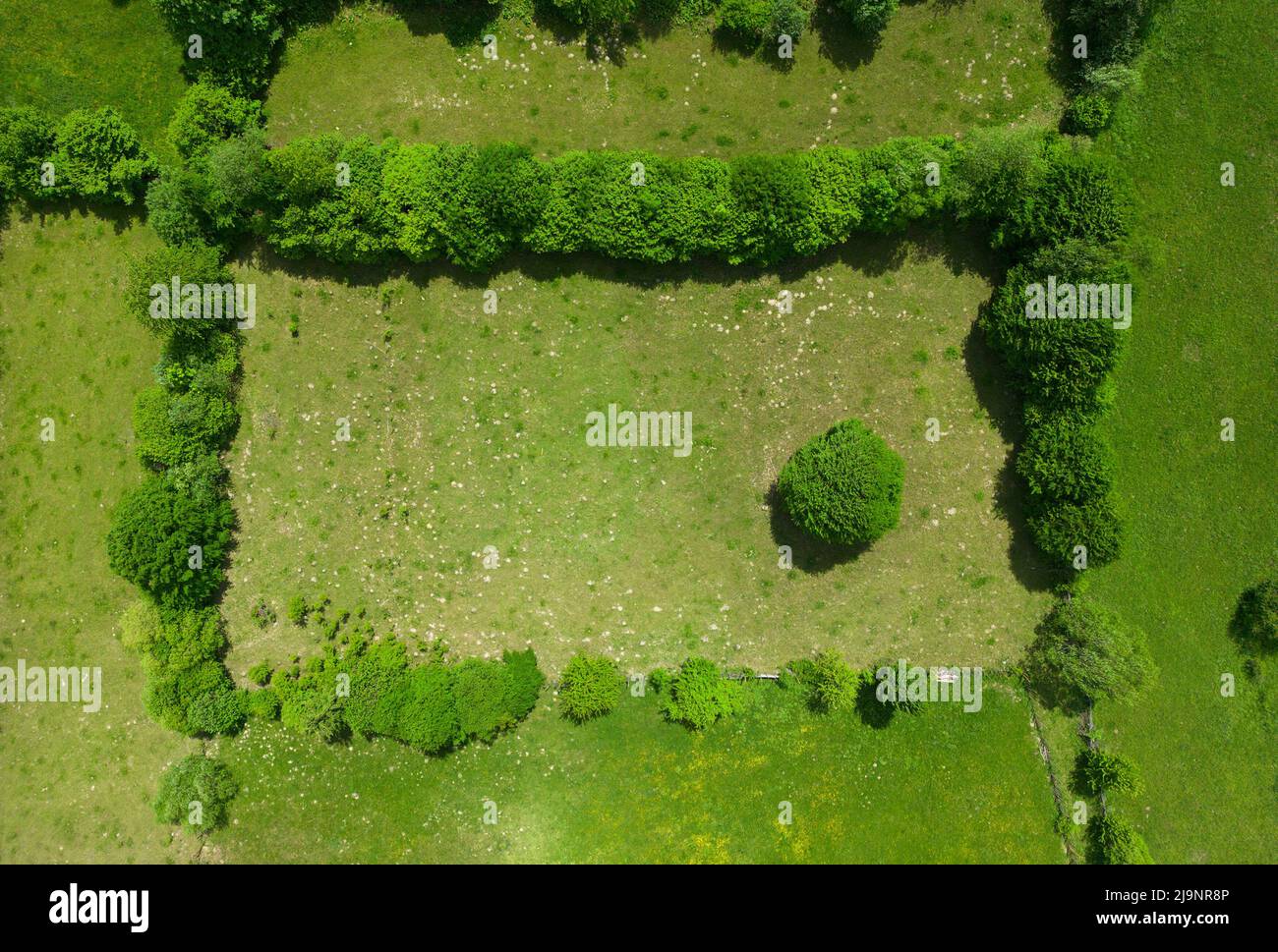 square garden with green trees. aerial view Stock Photo - Alamy