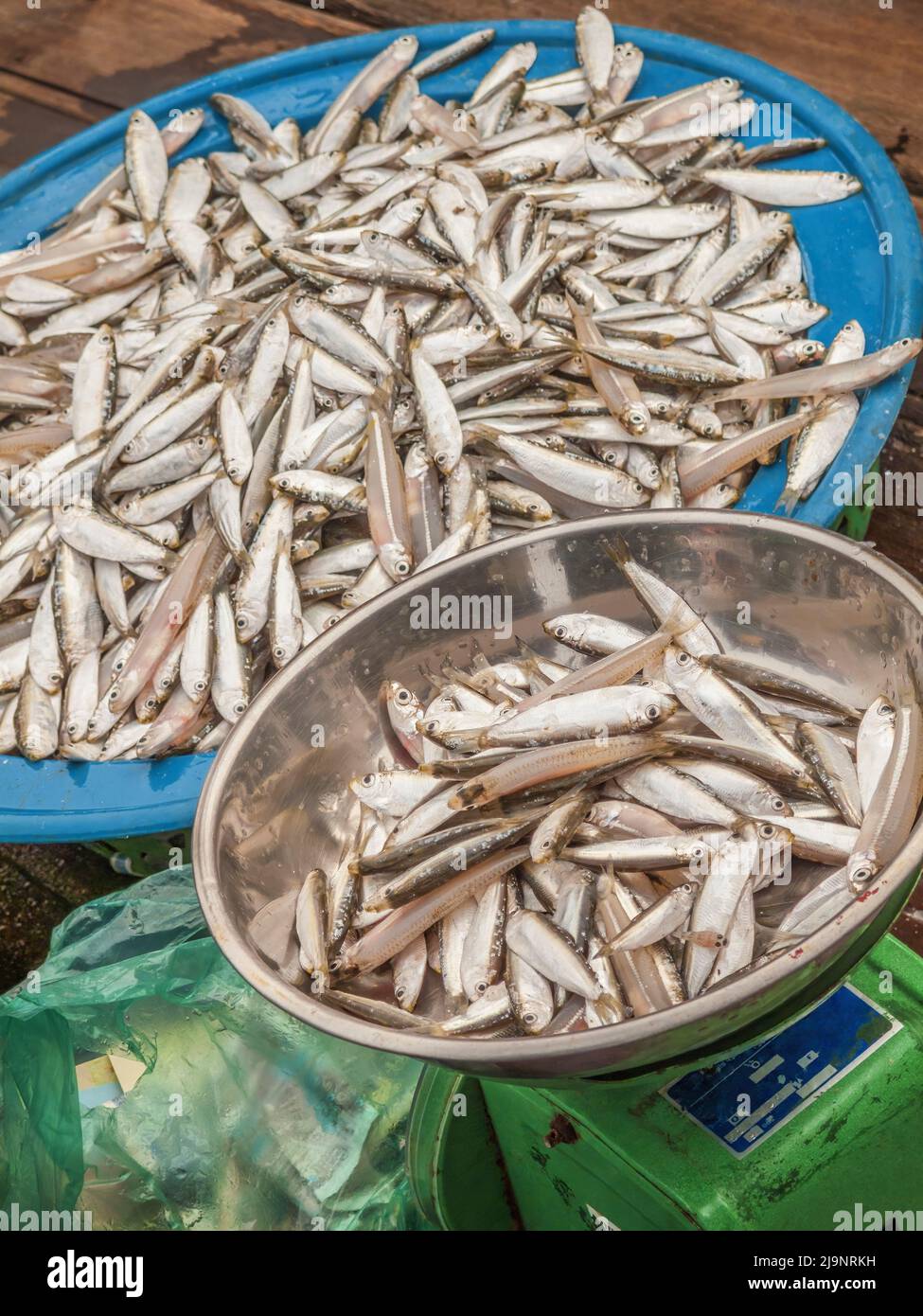 Fish on weighing scales hi-res stock photography and images - Alamy
