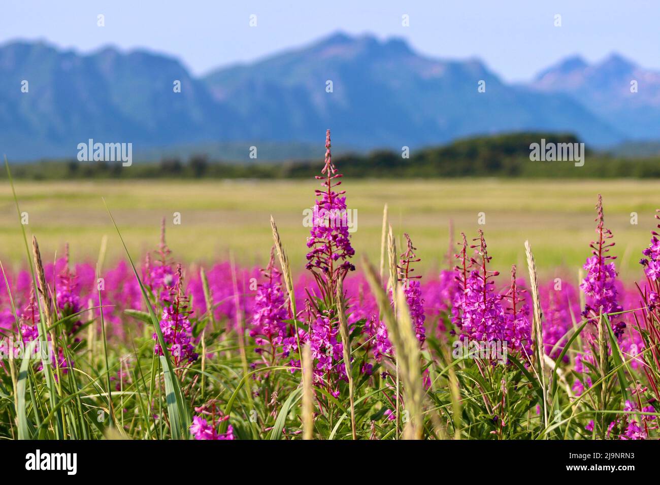 Wild flowers of alaska hi-res stock photography and images - Alamy