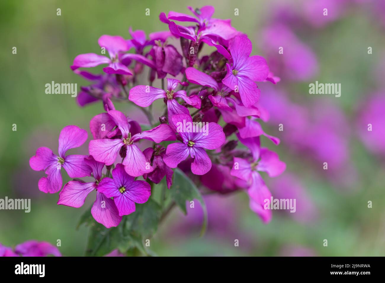 Close up of pink honesty (lunaria annua) flowers in bloom Stock Photo ...