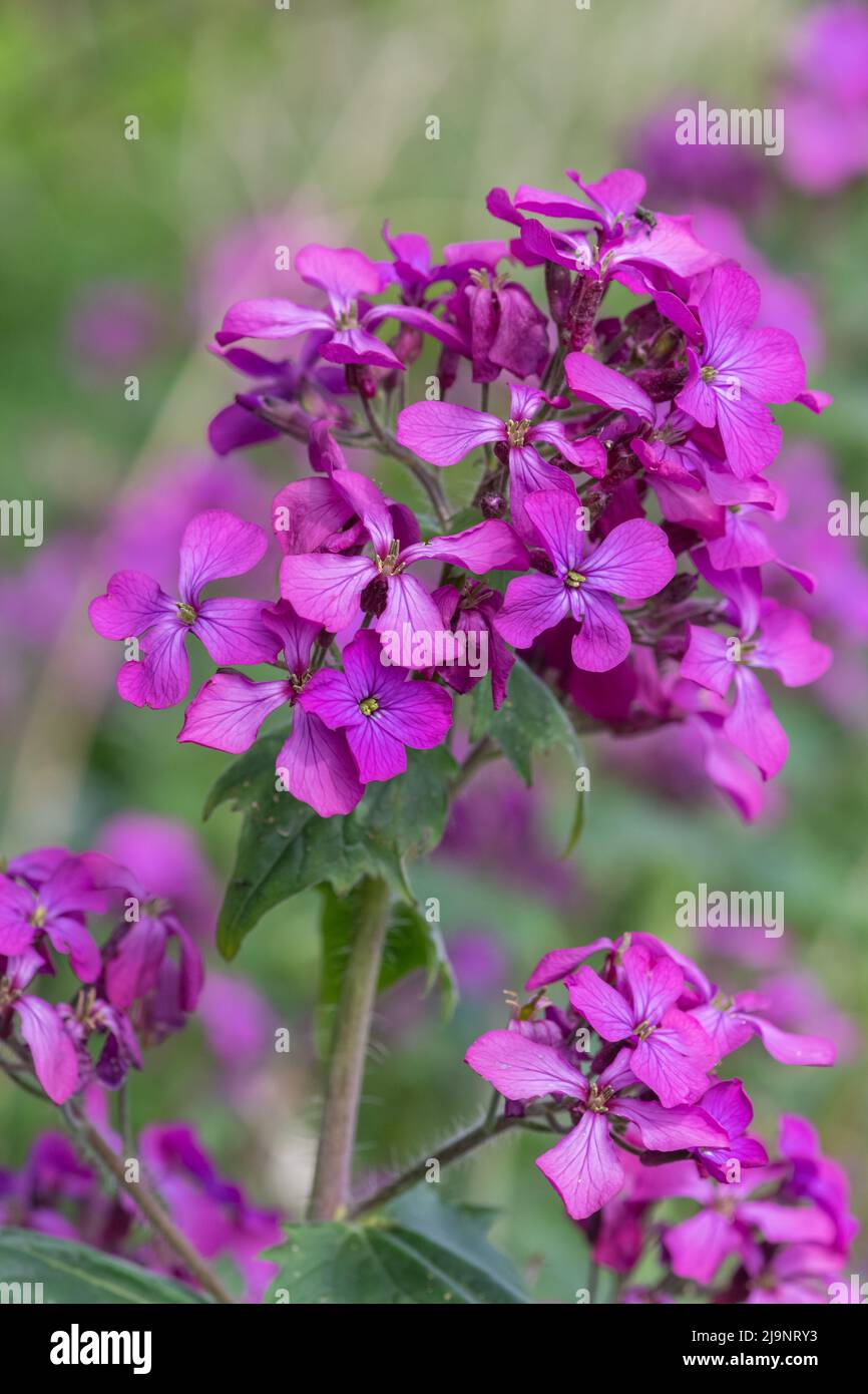 Close up of pink honesty (lunaria annua) flowers in bloom Stock Photo ...