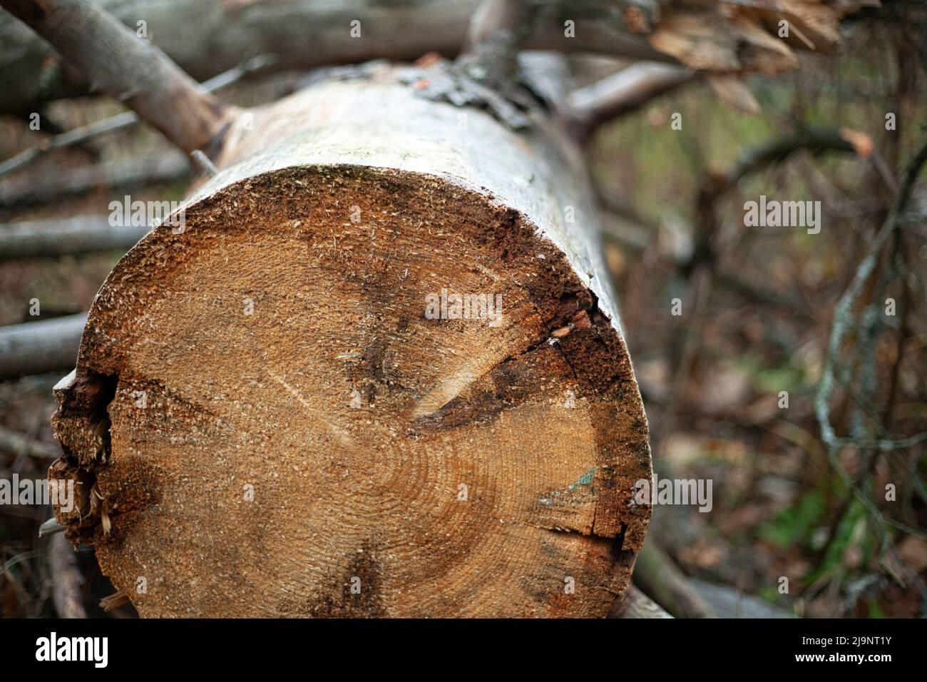 Details of deforestation. Old trees. Dry logs. Fallen tree trunks Stock ...