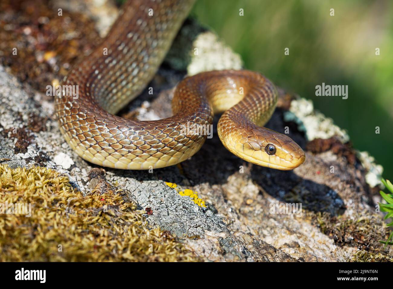 Aesculapian Snake - Zamenis longissimus, Elaphe longissima, nonvenomous ...