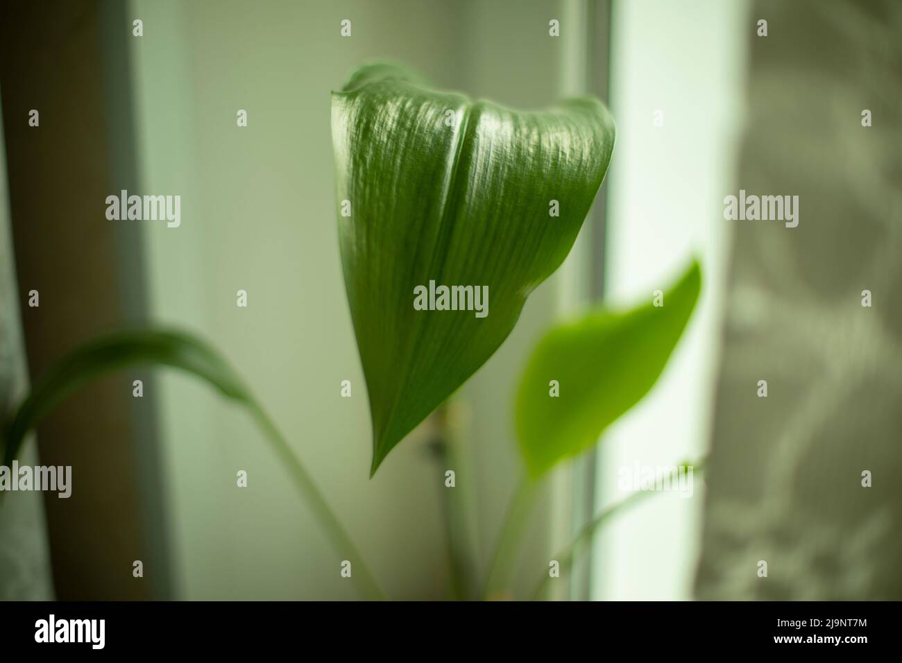 Houseplant by window. Green leaf of plant. Interior details with fresh ...