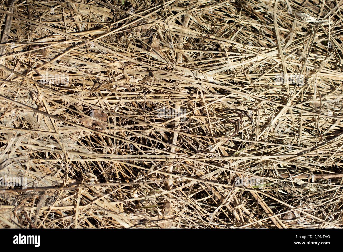 Dry grass. Texture of dry plants. Details of nature. Lots of grass ...