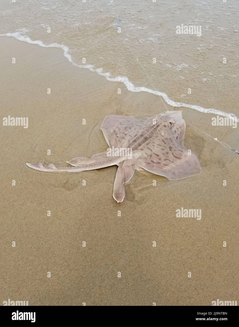 A pink dotted stingray on the caught and released Stock Photo - Alamy