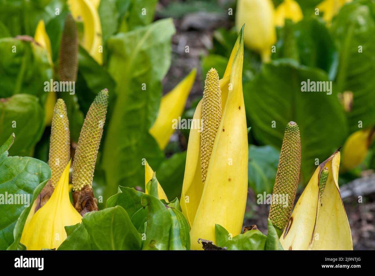Close up of yellow skunk cabbage (lysichiton americanus) plants in ...
