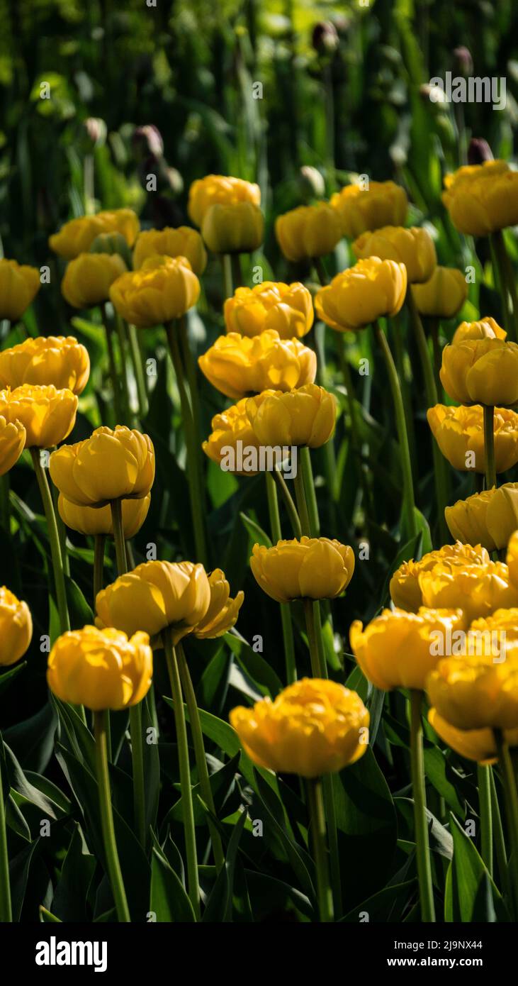a bright tulip. spring flower. floral background for the screensaver ...