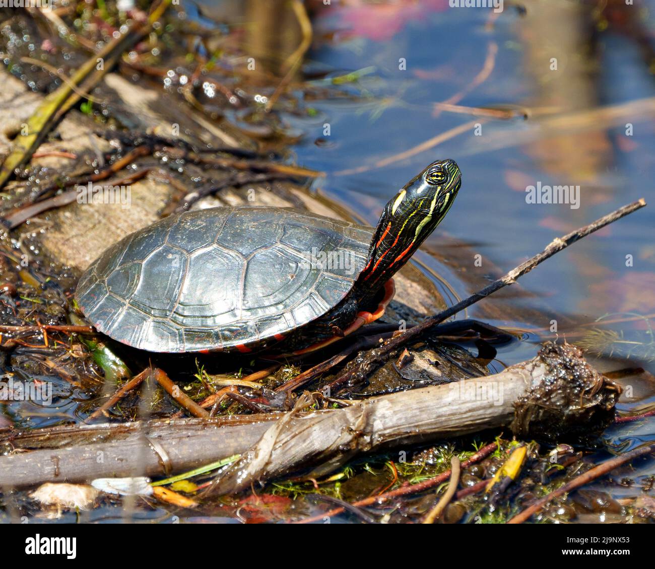 Painted Turtle standing on a mud log and water lily pads in a wetland ...