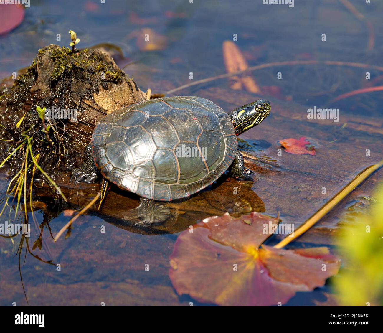 Painted Turtle standing on a mud log and water lily pads in a wetland ...