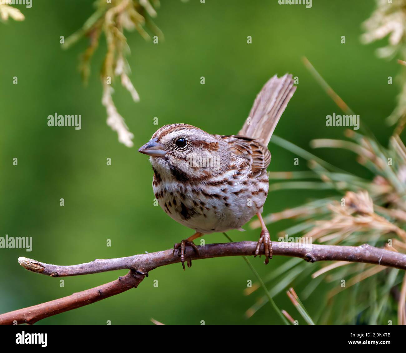 Sparrow female perched on a branch with blur green background in its ...