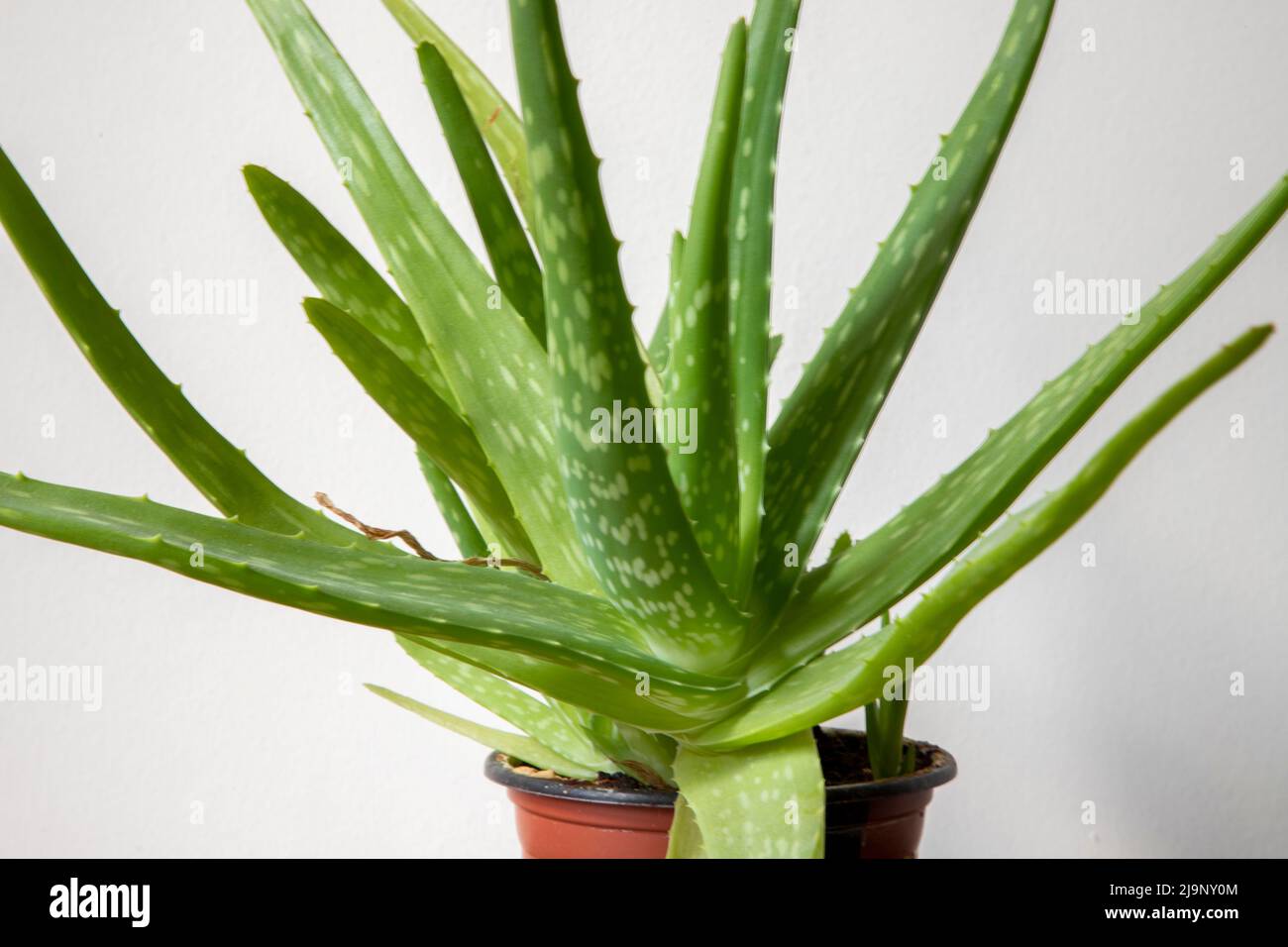 aloe vera plant grown in pots at home Stock Photo - Alamy