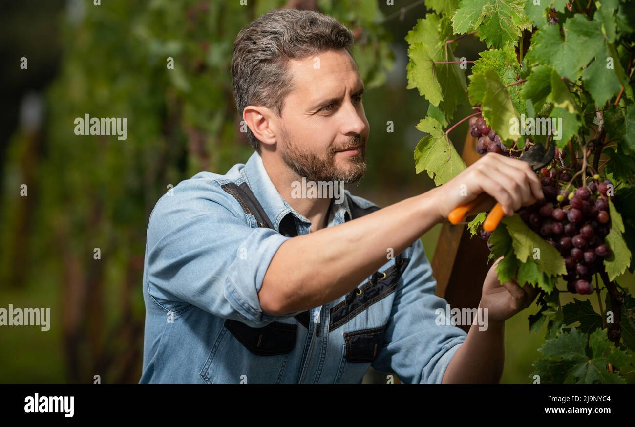 farmer cut grapevine. vinedresser cutting grapes bunch. male vineyard owner Stock Photo - Alamy
