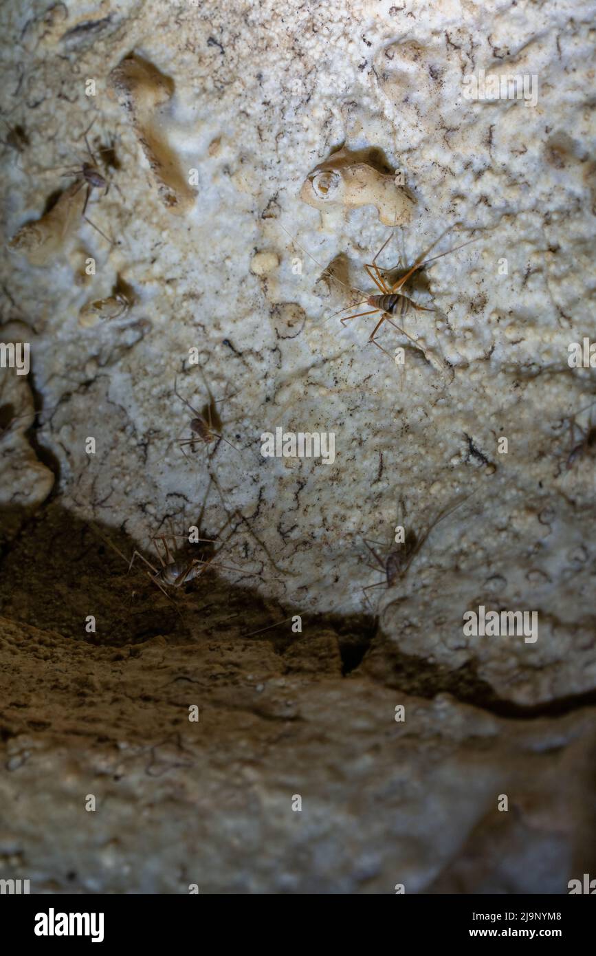 The Cave System at Mammoth Cave National Park Stock Photo - Alamy