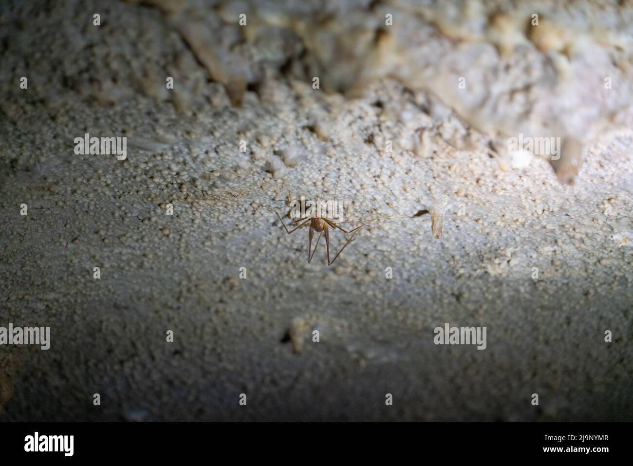 The Cave System at Mammoth Cave National Park Stock Photo - Alamy