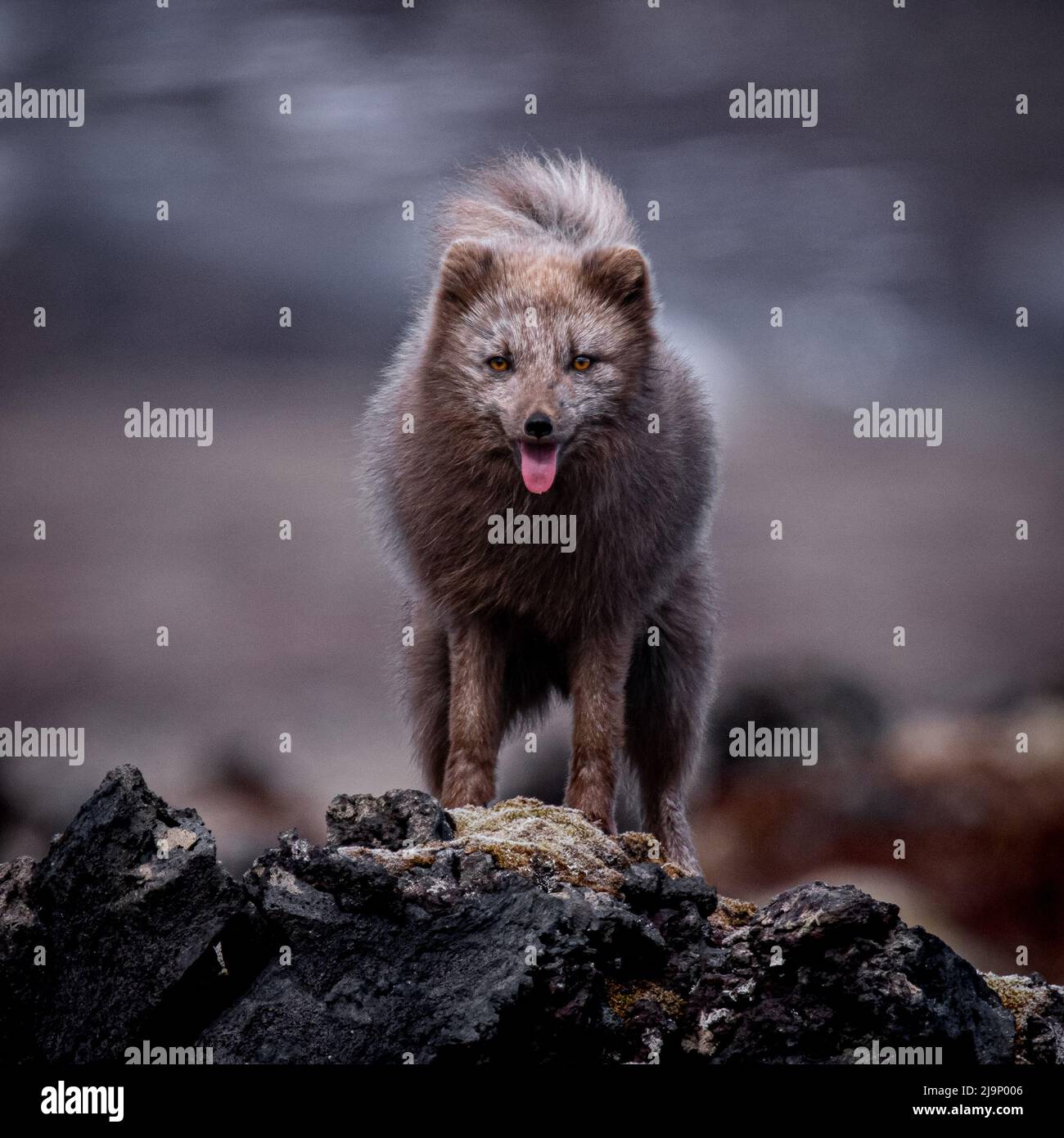 Arctic Fox on the lava fields of the Icelandic west coast Stock Photo ...
